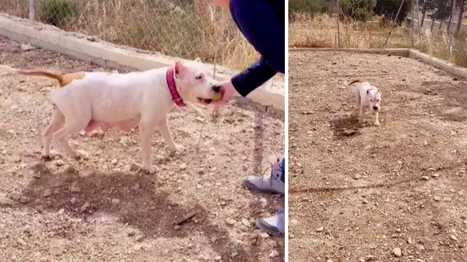 "Urġenti... L-Aħħar Żewġ Ġriewi Tagħha Ser Jingħaqdu Mal-Familji Ġodda ...
