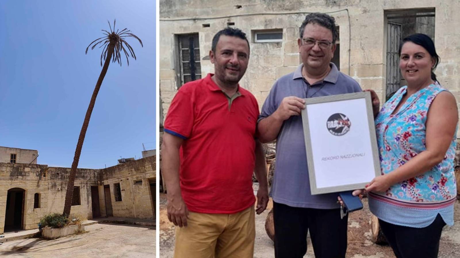 “Iċċertifikajna L-Itwal Siġra Tal-Palm f'Malta Li Qatt Ġiet Miktuba Fil ...