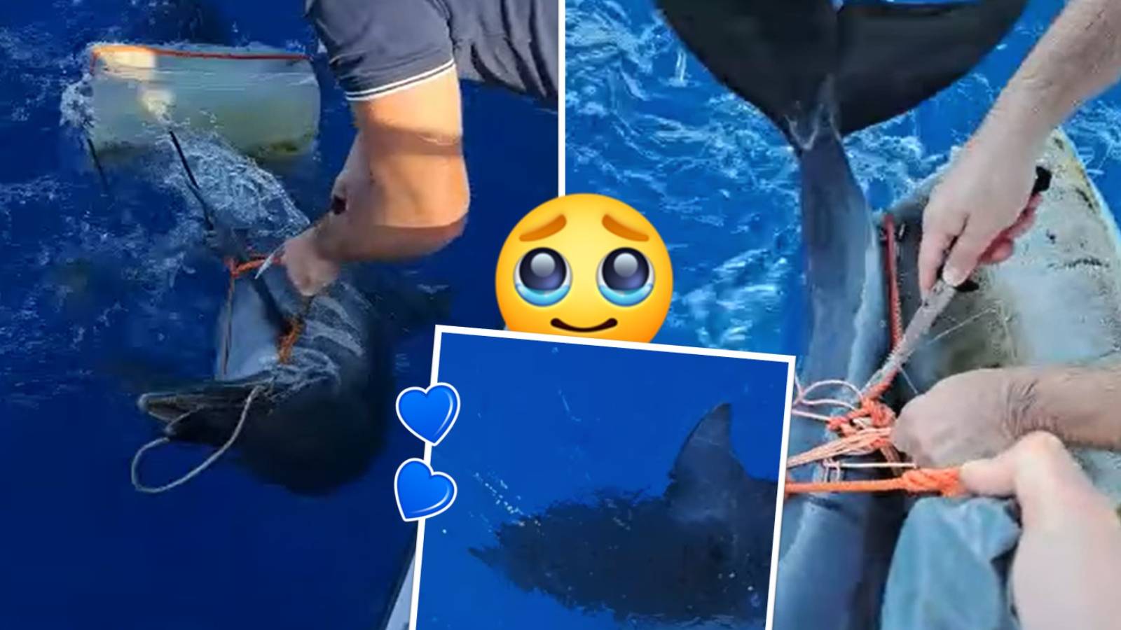 Bil-Filmat: Tiġi Salvata Ħajjet Dan Id-Denfil Li Spiċċa Maqbud Fil-Ħabel Tan-Najlon